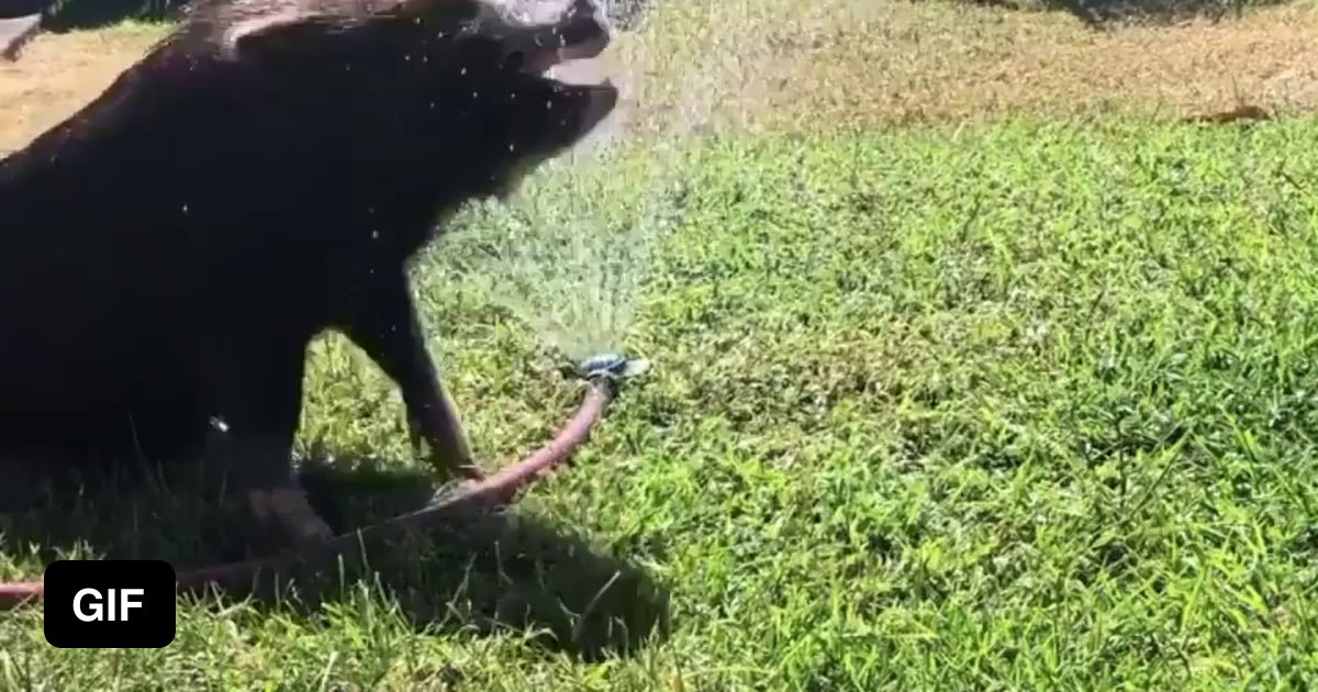Playing in the sprinkler - 9GAG