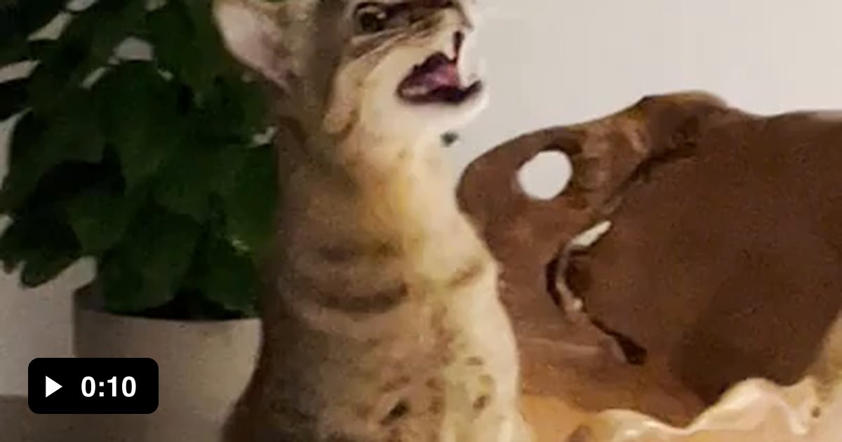 Ozzy howling at the heavens to return the bug that was unjustly taken ...