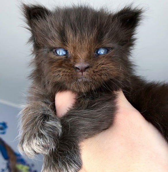 This cat looks like a werewolf. - 9GAG