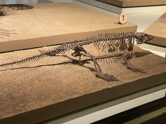 This leggy boi is a Synapsid known as Varanops! They had adaptations ...