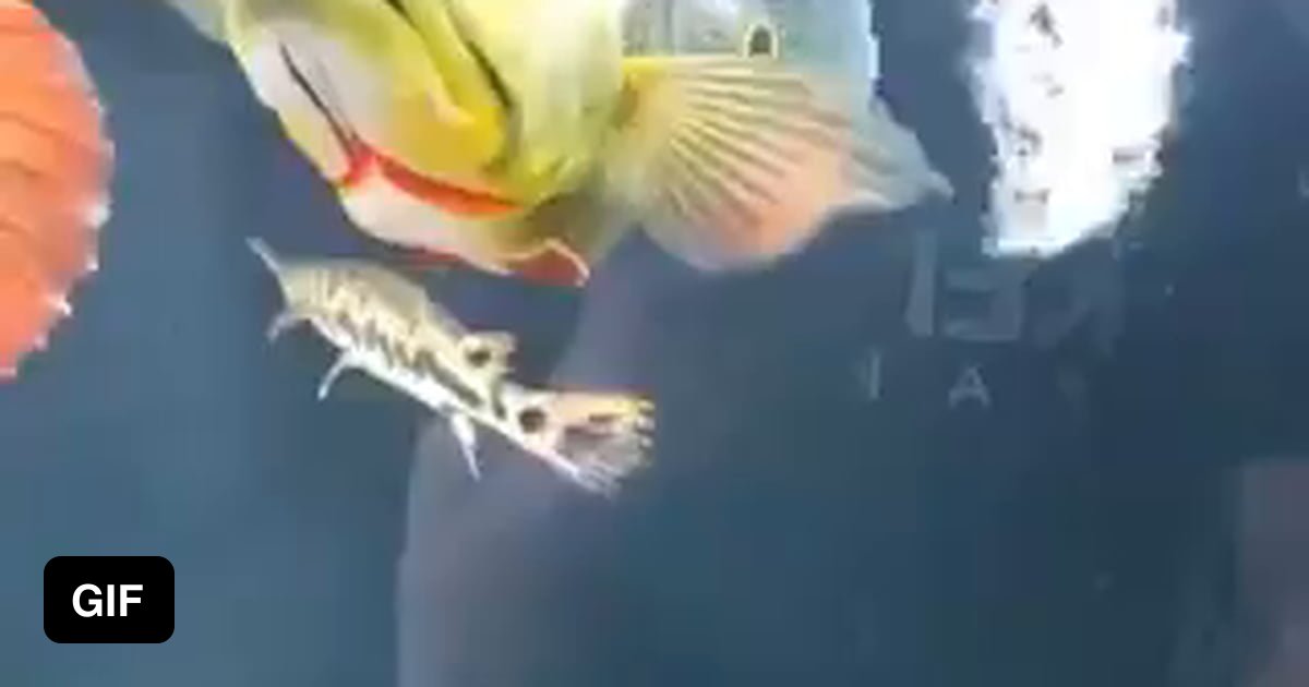 Fish.exe - 9GAG