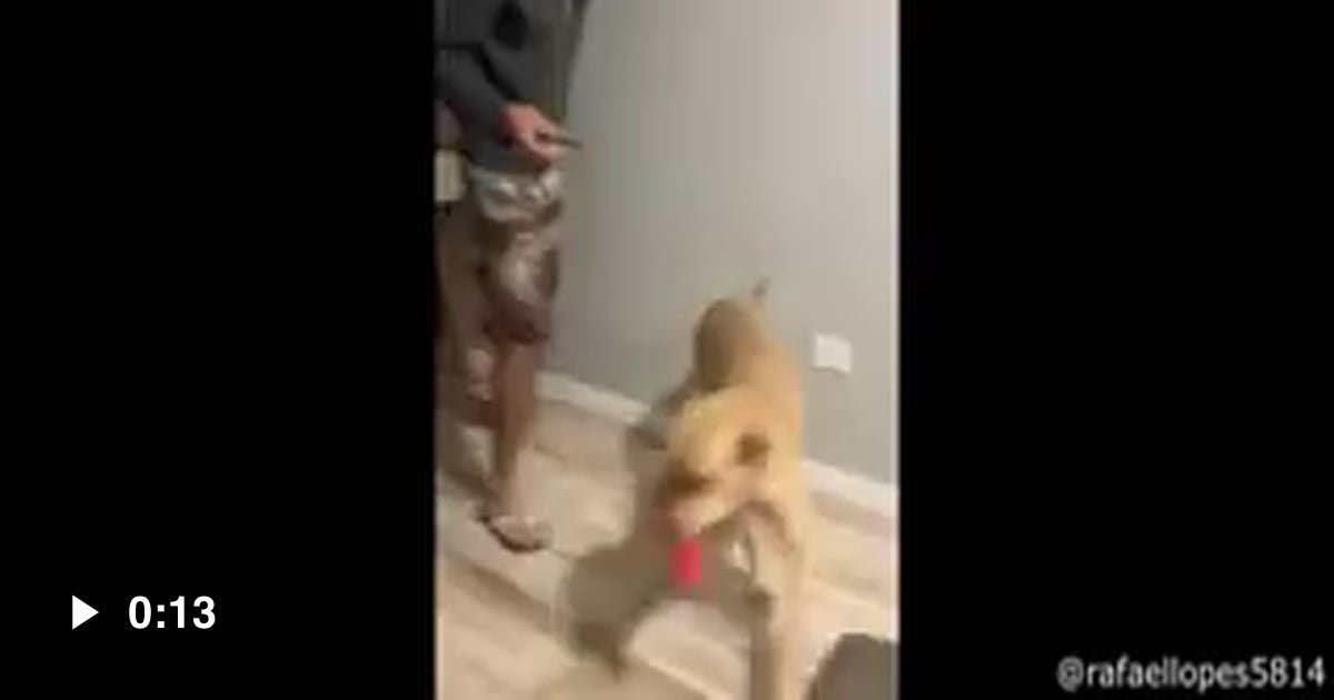 Dancing Doggo - 9GAG
