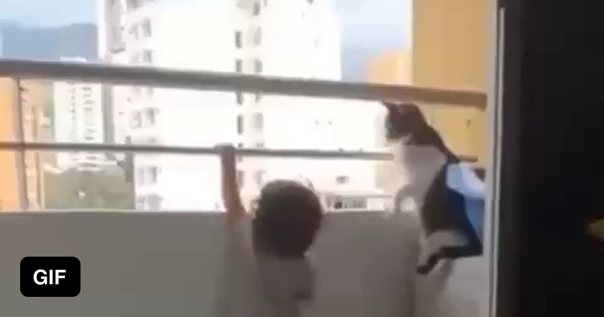 The protector cat - 9GAG