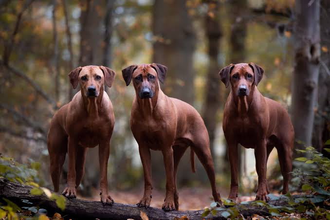 A Pack of Rhodesian Ridgeback - 9GAG