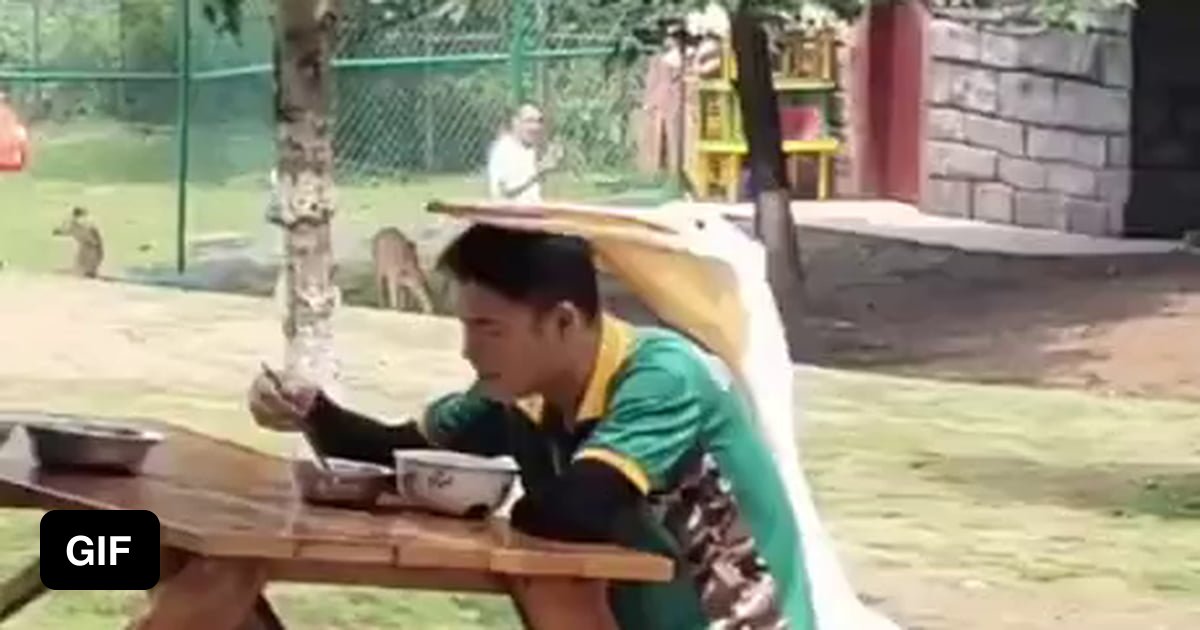 Pelican being a jerk - 9GAG