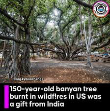 One of the largest Banyan trees in the US, imported from India (150 ...