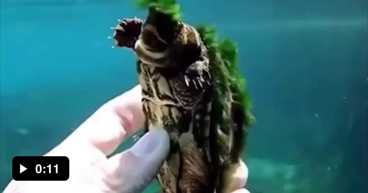 Mohawk Turtle - 9GAG