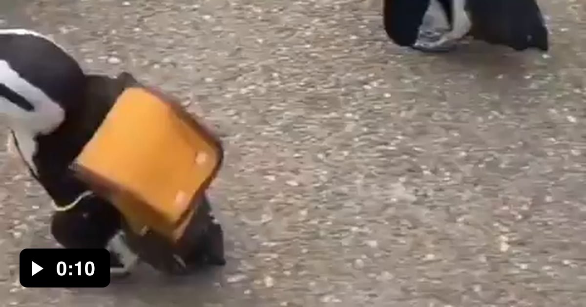 Little penguins with backpacks - 9GAG