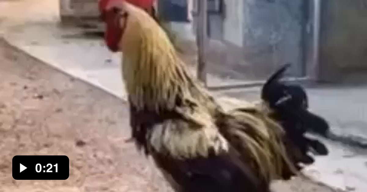 Giving maximum effort - 9GAG