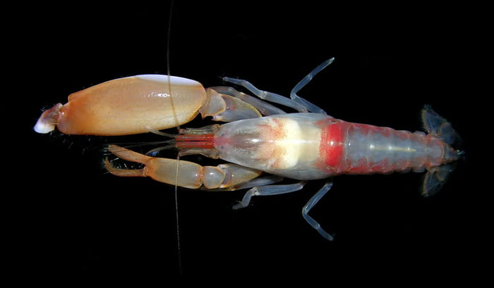 The loudest animal in the world is a mere 2cm long, prawn. The Pistol Shrimp is capable of ...