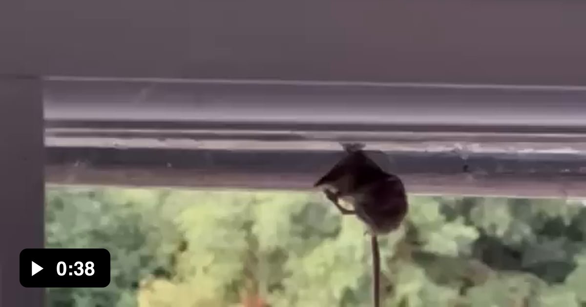 False widow spider eating a mouse - 9GAG