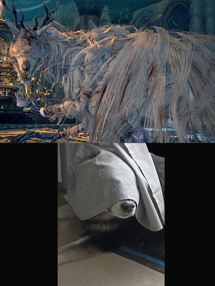 Old man Doggo doing an ad-hoc Amelia cosplay. - 9GAG