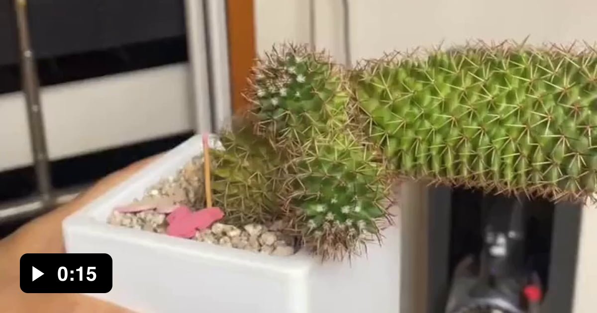 Asking dad what happened to his cactus - 9GAG
