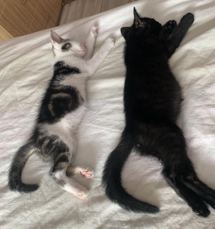 Fuzzy kitten bellies 🥰 - 9GAG
