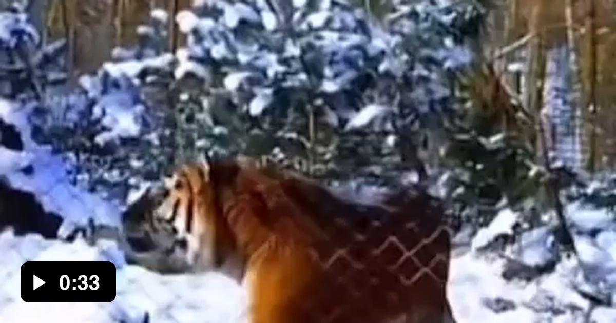 Absolute unit of a tiger - 9GAG
