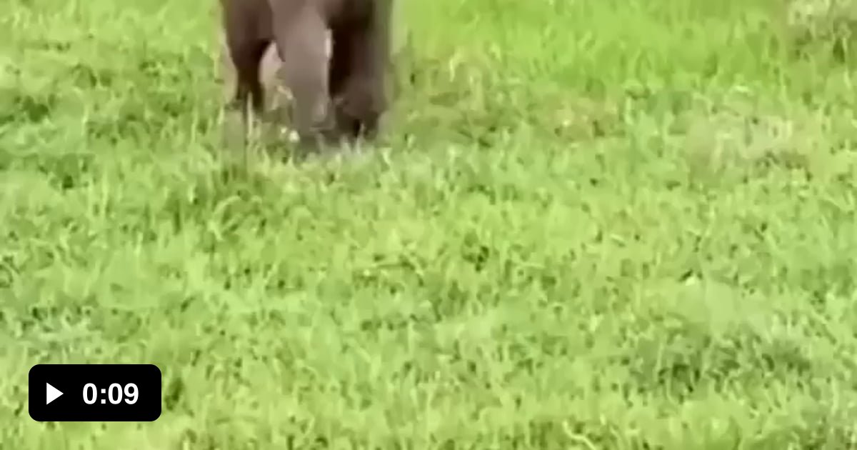 Baby Elephant Hides In Embarrassment - 9GAG