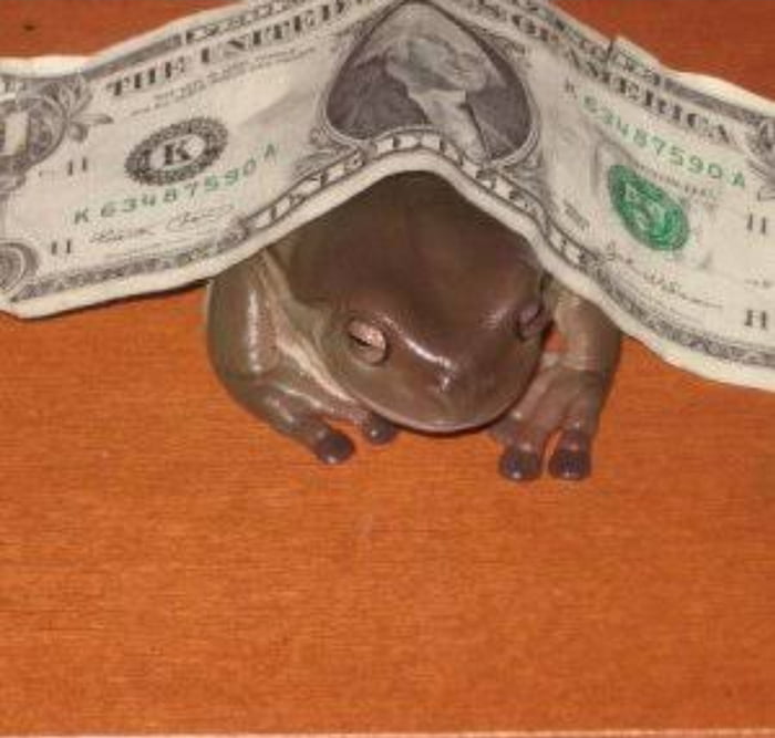 This is the money frog, upvote in next 24 hours and money will come ...