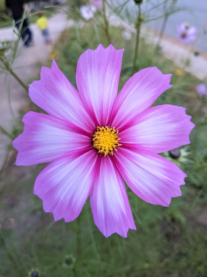 This is definitely the best flower I've seen - 9GAG