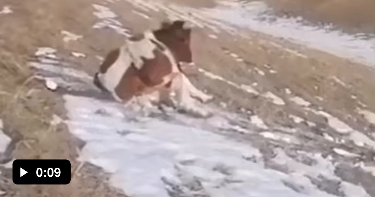 Cow sliding down the hill. (Orignel) - 9GAG