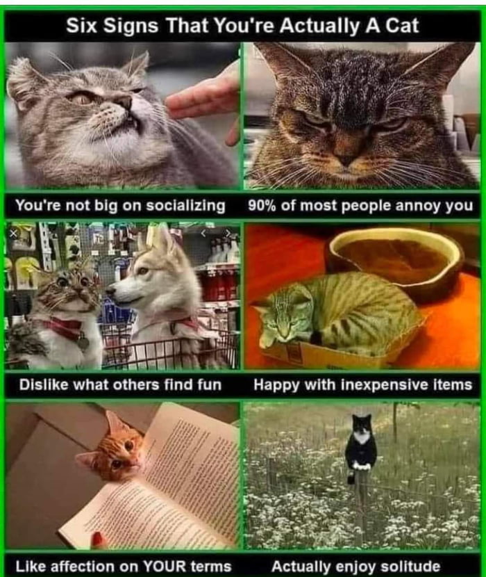 Meow - 9GAG