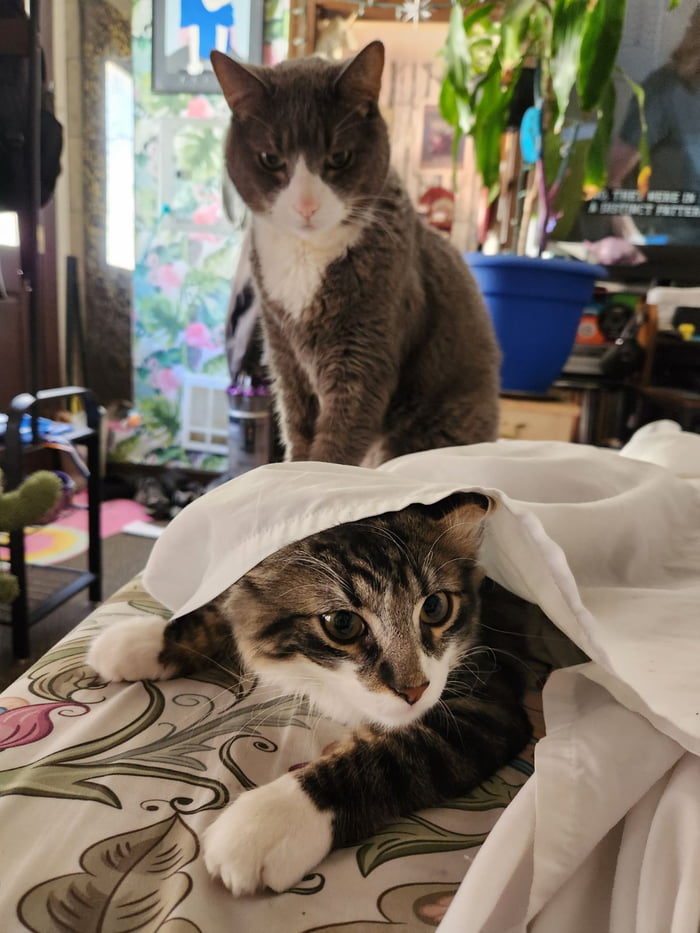 Adam is not amused with Titten's shenanigans. - 9GAG