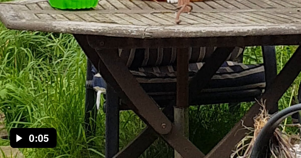 Have some decorum! - 9GAG