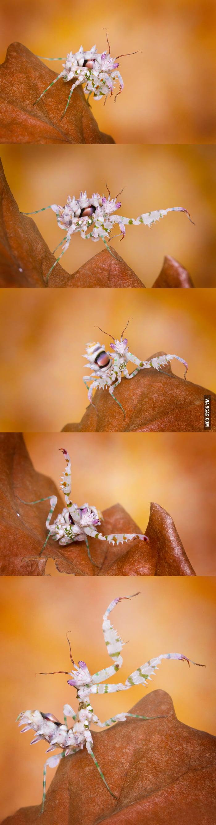 Hello guys! I want to introduce - My Little dancing NOPE (Mantis) - 9GAG