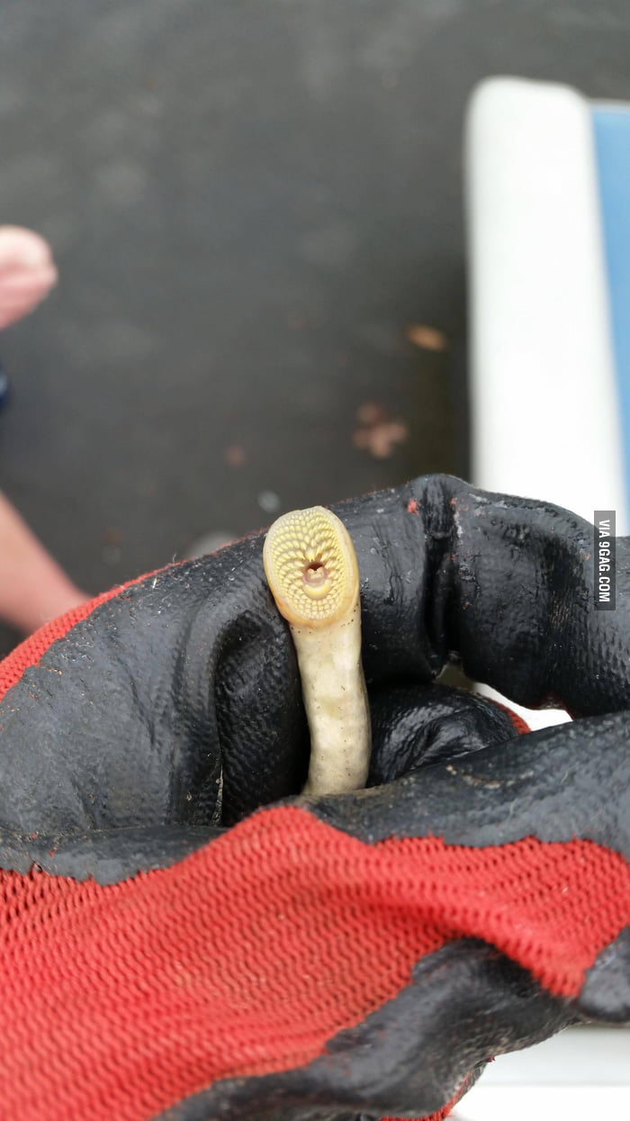 Today I caught a fish with a leech attached. I'd like to remind ...