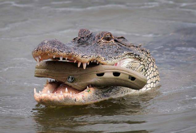Crocs Eating Crocs - 9GAG
