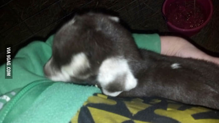 Your daily dose of AW.. This little goat looks like a puppy and loves to snuggle - 9GAG