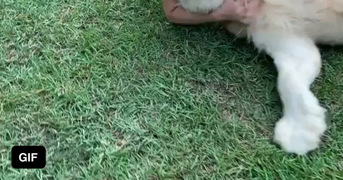 This big derpy cat - 9GAG