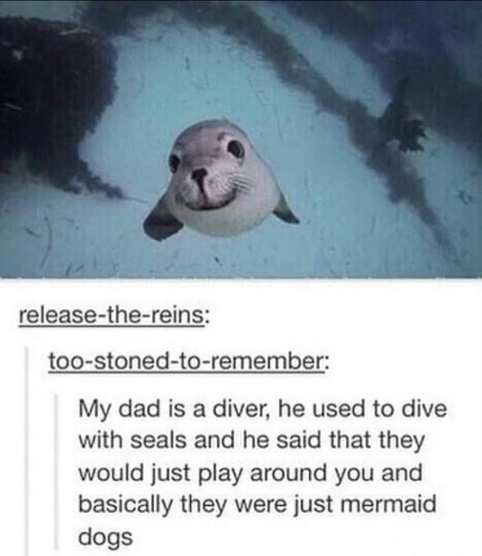 Seals are just mermaid dogs - 9GAG