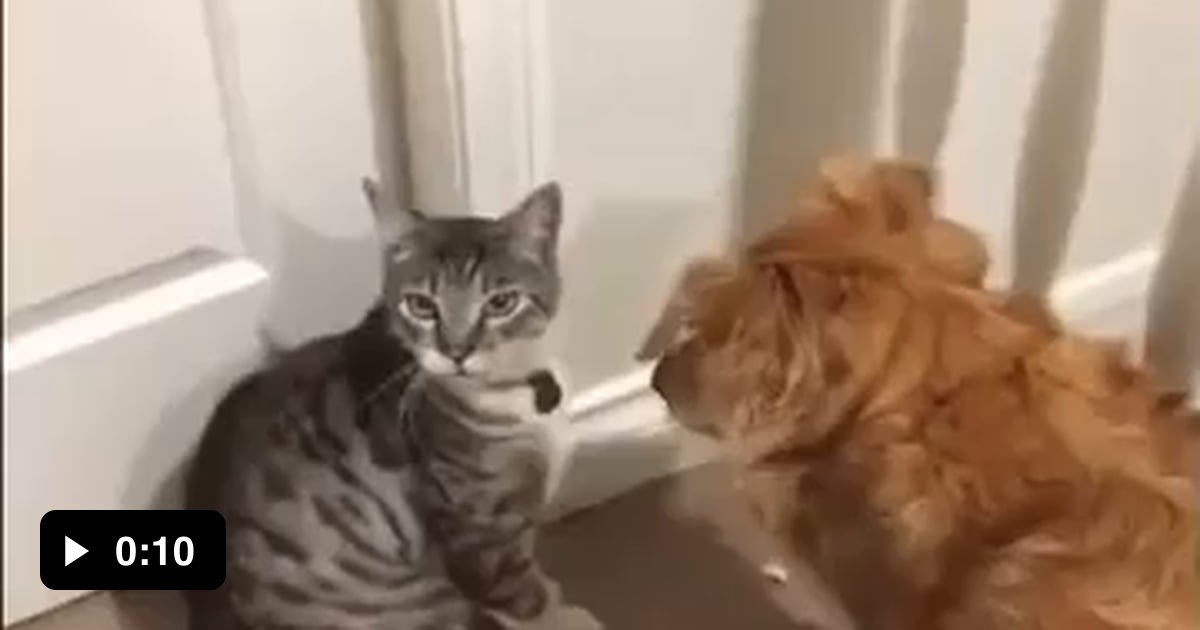 Cat escapes from an impossible situation - 9GAG