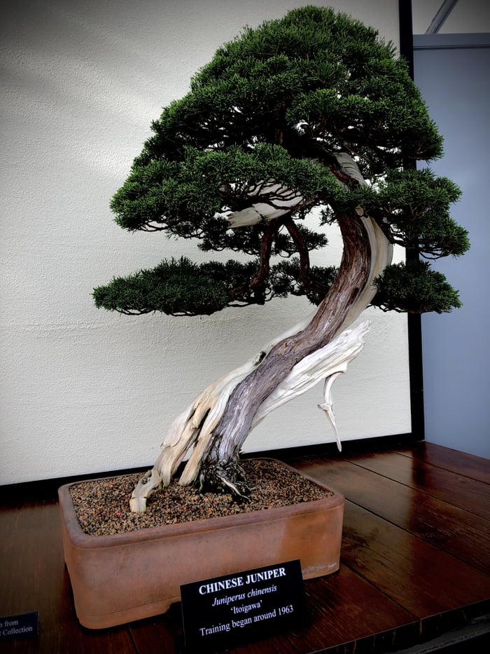 The Two-Tone Trunk of This B*tchin’ Bonsai - 9GAG