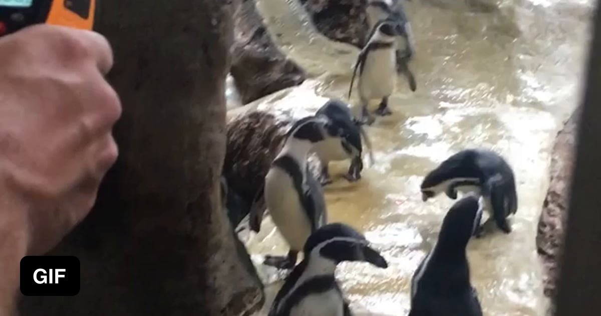 Turns out that Penguins will chase laser pointers just like cats - 9GAG