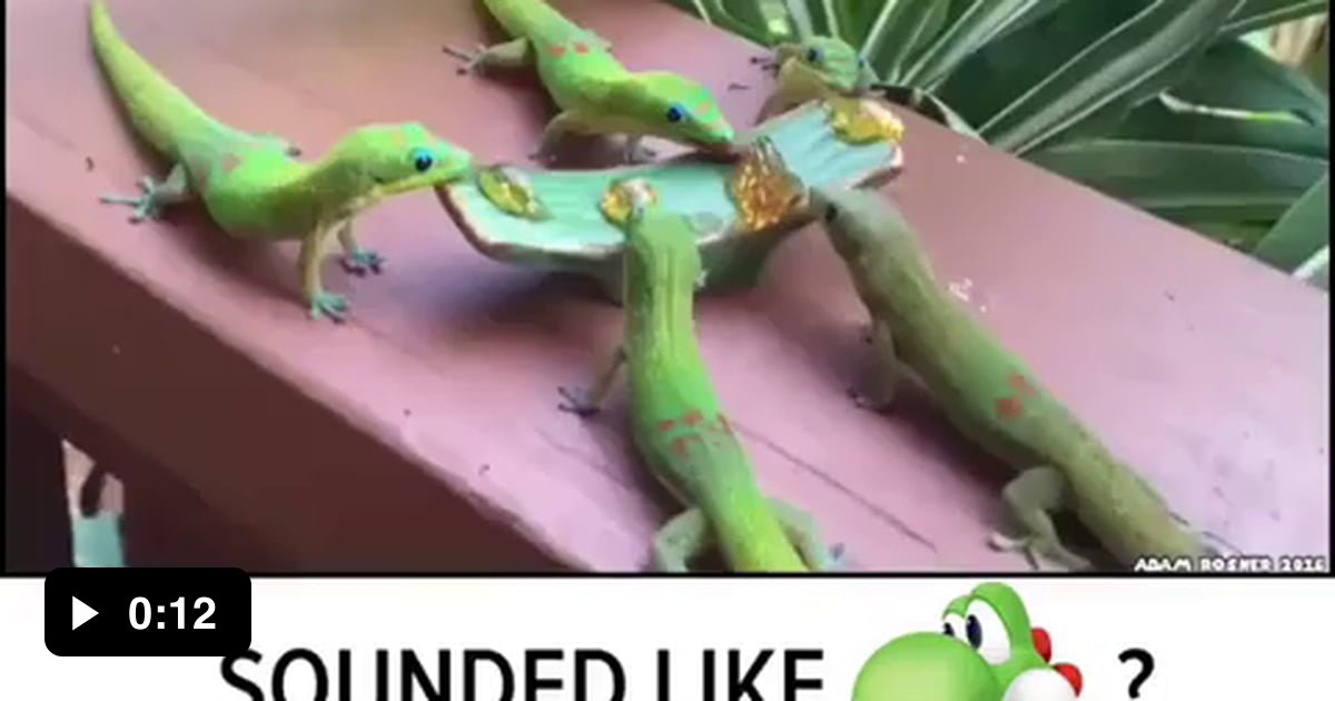 Yoshi IRL - 9GAG