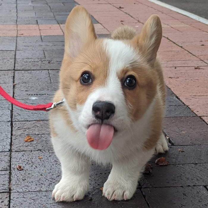 Cute lil pupper - 9GAG