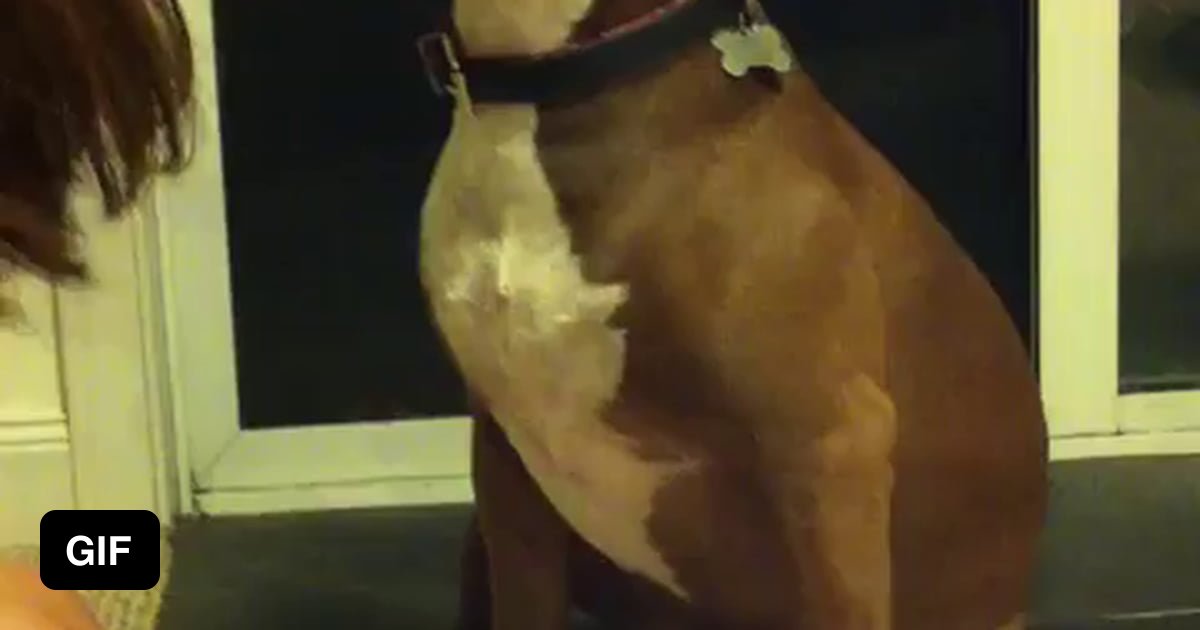 Biggest drama doggo has now been crowned... - 9GAG