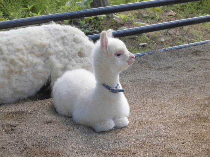 Baby Alpaca. - 9GAG