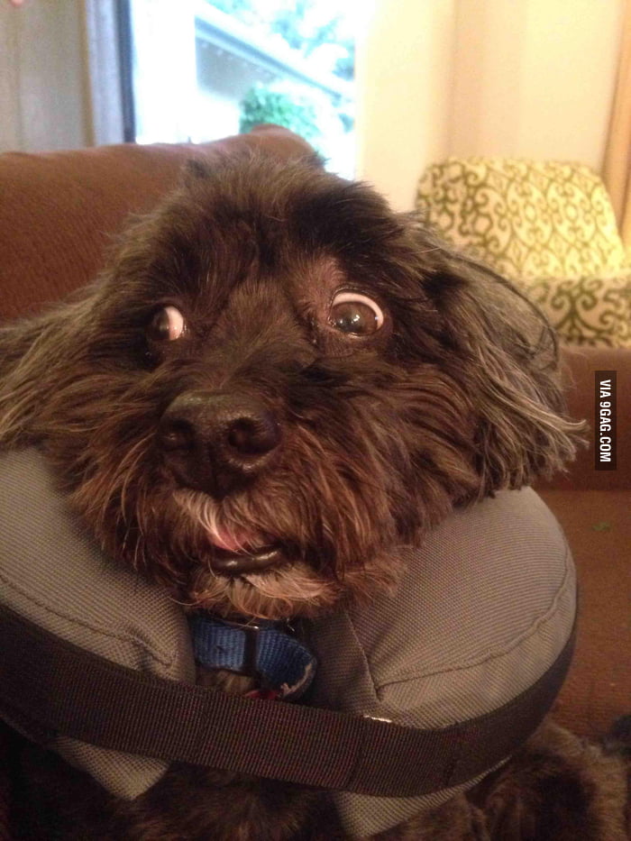 "IS THIS REAL LIFE?!" Dog became super high after coming home from ...