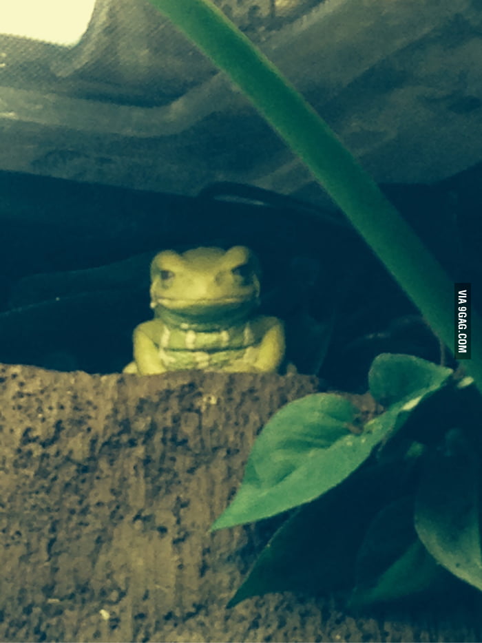 It's a Buddha Frog...aka the grumpiest frog ever - 9GAG