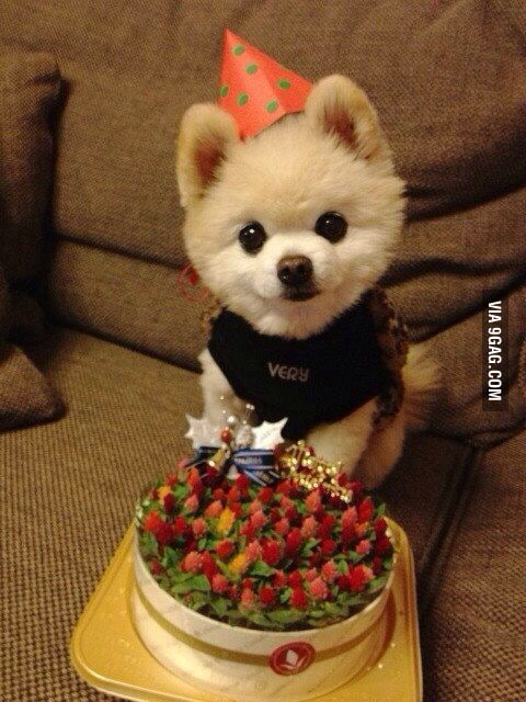 Hey you, wanna pet me? - 9GAG