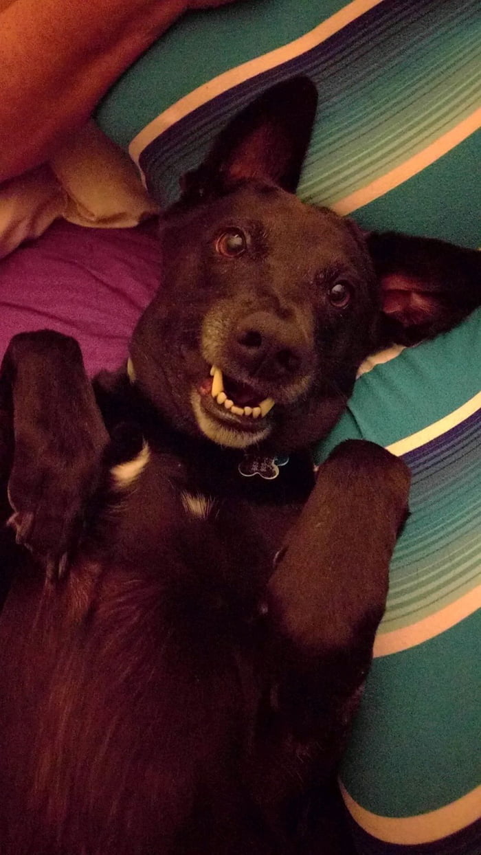 My dog achieved maximum derp - 9GAG