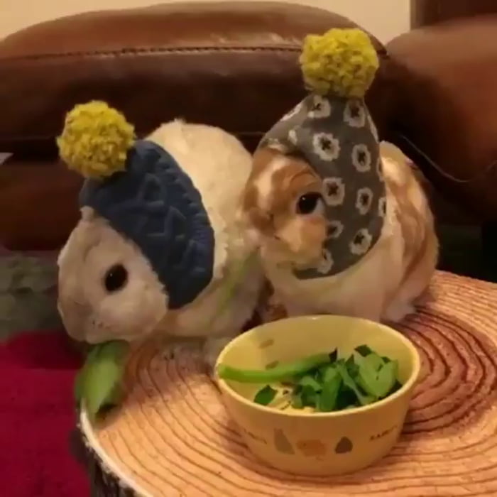 Finnish bunny - 9GAG