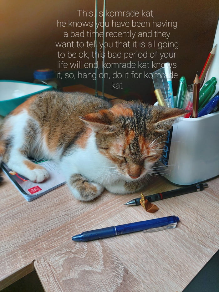 Hang on for komrade kat - 9GAG