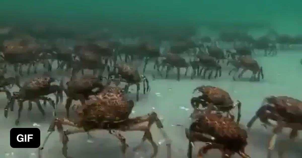 Synchronized Crab Army - 9GAG