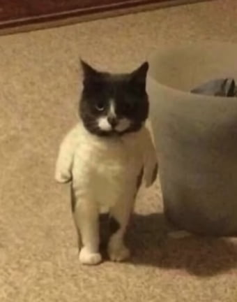 Looks like this cat has tiny arms - 9GAG
