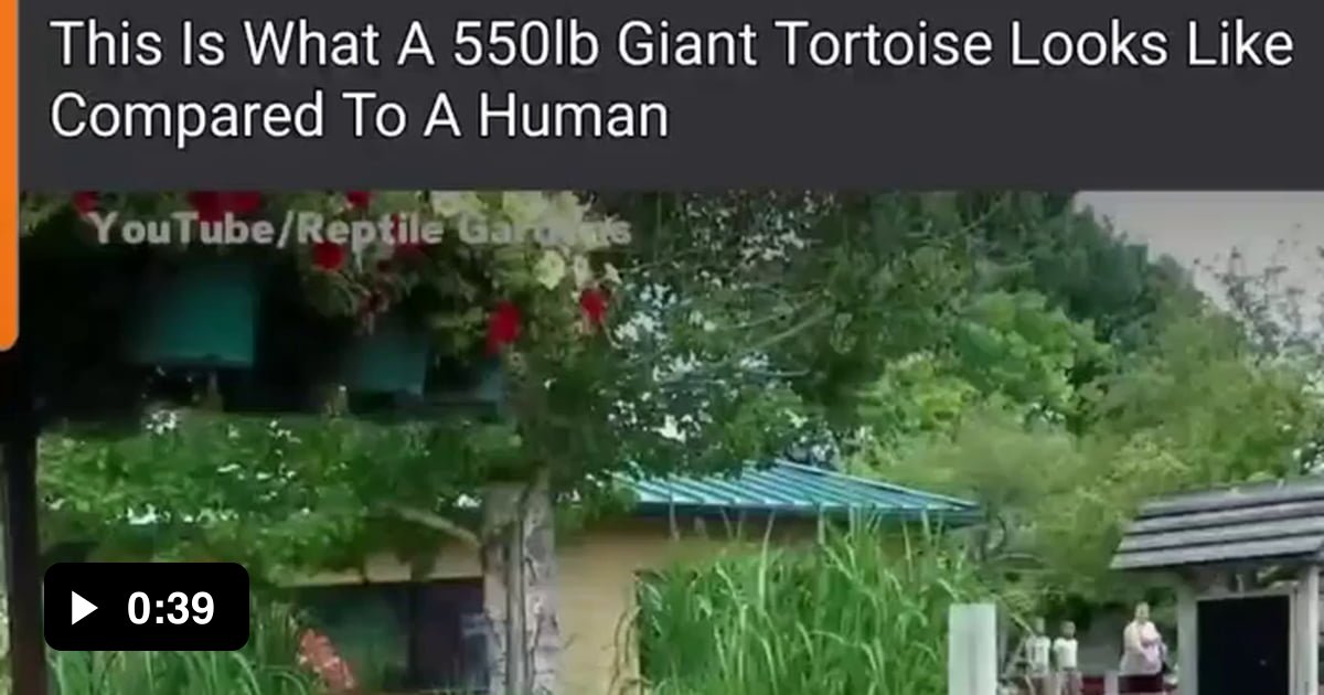 This is what a 550lb tortoise looks like compared to a human. - 9GAG
