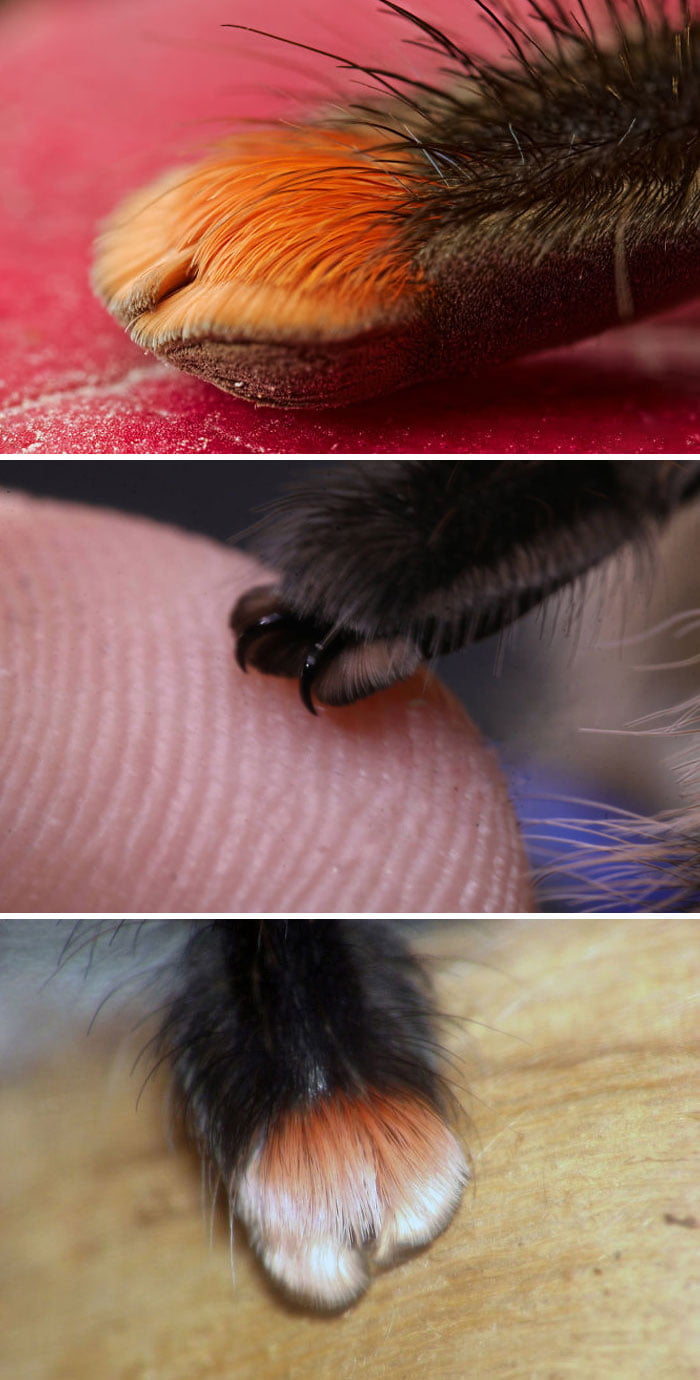 A spider's feet up close - 9GAG