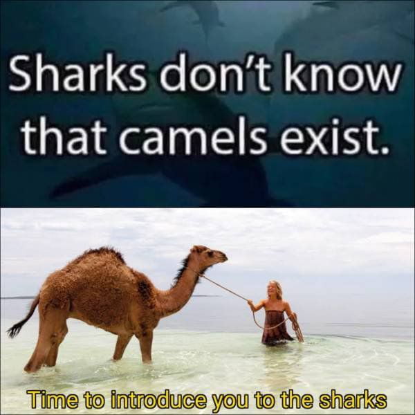 Did you know Australia has a feral camel problem - 9GAG